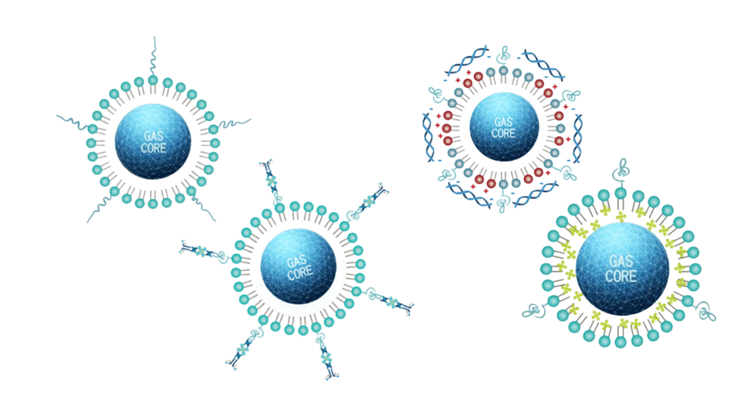 Ultrasound Contrast Agents: Enhancing Diagnostic Precision